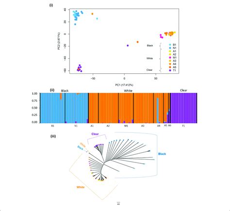 Population Genomic Structure Of Triportheus Albus Based On 15 251 Download Scientific Diagram