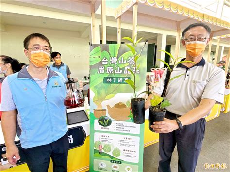 林下經濟新選項 台灣山茶飄香氣 生活 自由時報電子報
