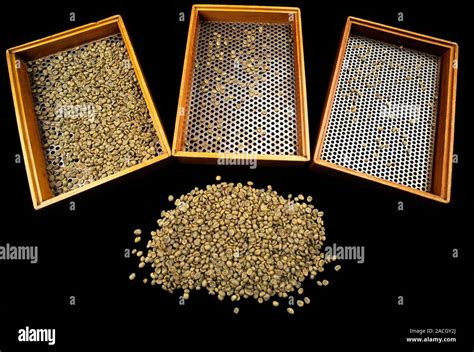 coffee beans being sorted green un roasted coffee beans being sieved
