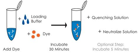 Antibody Labeling In The Lab Azure Biosystems