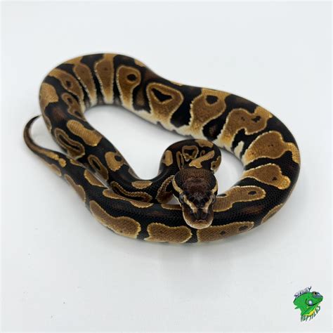 Scaleless Ball Python