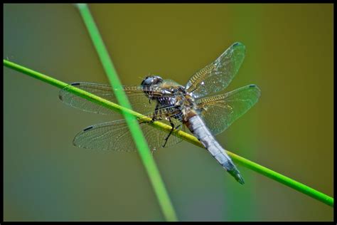 Libelle | Meine ersten Versuche in Richtung Libellen. | Manfred ...