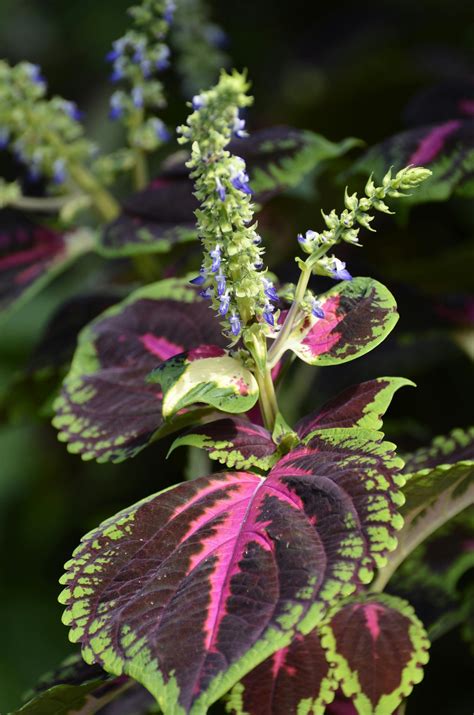 How To Grow And Care For Plectranthus Plants A Complete Guide
