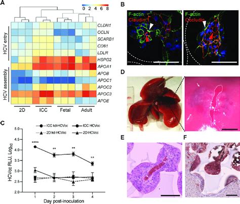 Disease Modelling And In Vivo Transplantation A Heatmap And