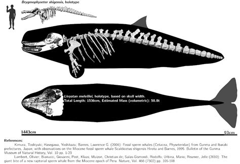 Leviathan Whale Size