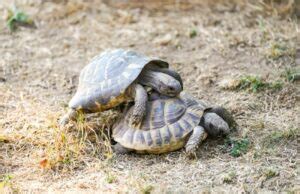 12 Incredible Turtle Facts You Ll Be Surprised To Know Hepper Pet Resources