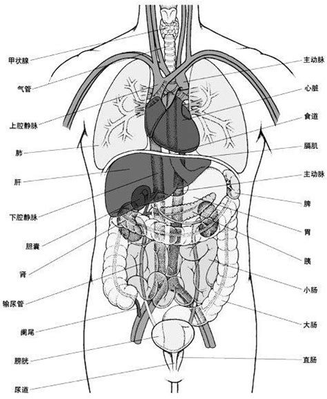 五脏六腑图片位置图分布图 2 配图网