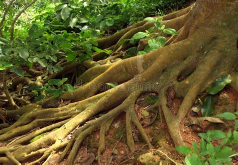 Overgrown Roots Strangling A Tree In The Jungle Near Siem Reap Cambodia Stock Photo Image Of