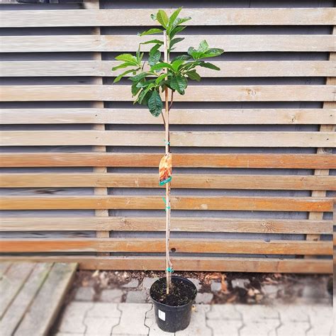 Azalka Veľkokvetá Na Kmienku Oranžová Záhradníctvo Garden Team