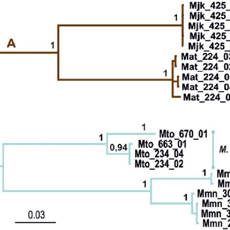 bi tree of clades a j based on the concatenated mt data set coi