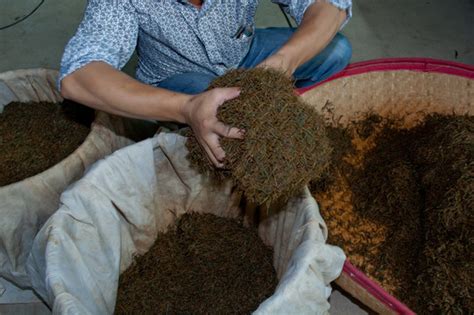 红茶流程图片素材 红茶流程设计素材 红茶流程摄影作品 红茶流程源文件下载 红茶流程图片素材下载 红茶流程背景素材 红茶流程模板下载 搜索中心