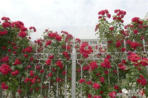 勉縣武侯中學的薔薇花開得正紅 每日頭條