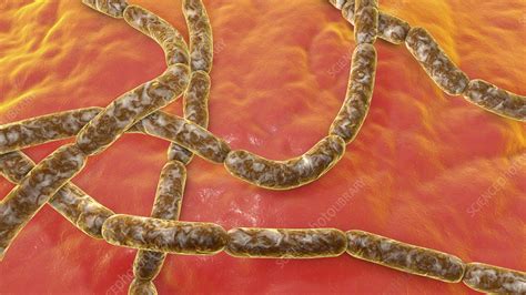 Anthrax Bacteria Illustration Stock Image F031 1028 Science Photo Library