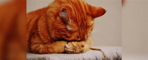 Warning Signs Your Cat Is Crying For Help Committed To Your Cats Breeds Behavior