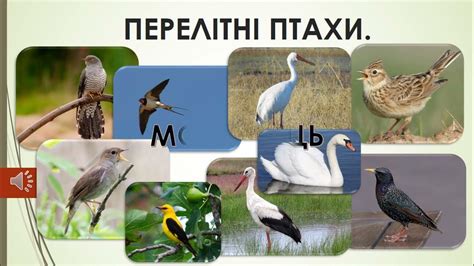 Перелітні птахи Загадки про перелітних птахів Youtube