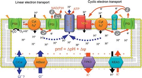 A Bestrophin‐like Protein Modulates The Proton Motive Force Across The