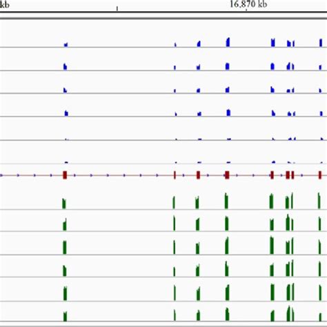 Coverage Representation Of Aligned Reads Igv Snapshot Of Egf Gene