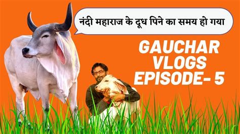 नंदी महाराज के दूध पिने का समय हो गया Mother Cow Milking Gauchar