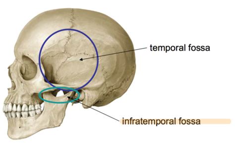 69 Temporal And Infratemporal Regions Flashcards Quizlet