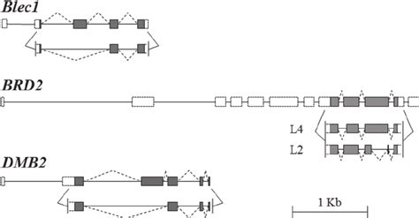 Exon Intron Structure For 3 Major Histocompatibility Complex B Locus