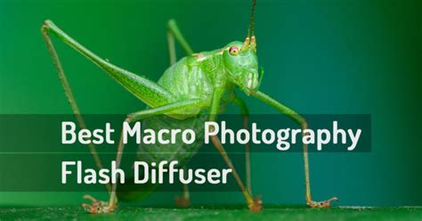 The Best Flash Diffusers For Macro Photography Wildmacro Extreme Macro Photography