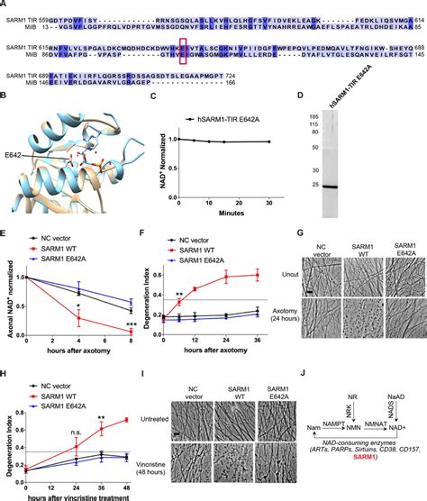 The Sarm1 Toll Interleukin 1 Receptor Tir Domain Possesses Intrinsic Nad Cleavage Activity