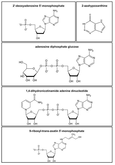 Nucleosides And Nucleotides Encyclopedia Mdpi