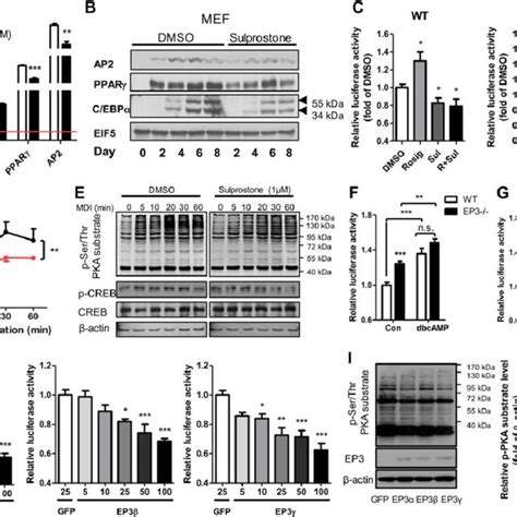 Effects Of The Cp On Sbp 1 Cebp Atgl 1 Hosl 1 Nhr 49 And Daf 16