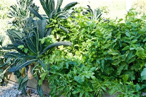 Grow Parsnips In Your Garden Homemade Food Junkie