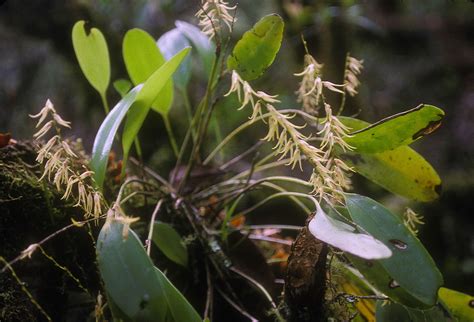 Stelis Poasensis Long Column Foot Leach Orchid Care And Culture Stelis Poasensis Long Column Foot Leach Orchid Care And Culture