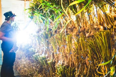 Premium Photo Lots Of Drying Garlic Indoor