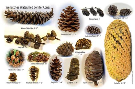 Wenatchee Watershed Conifer Cones Wenatchee Naturalist