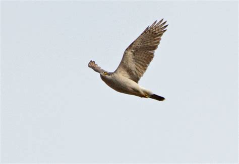 四季の詩 野鳥の詩 オオタカ飛翔