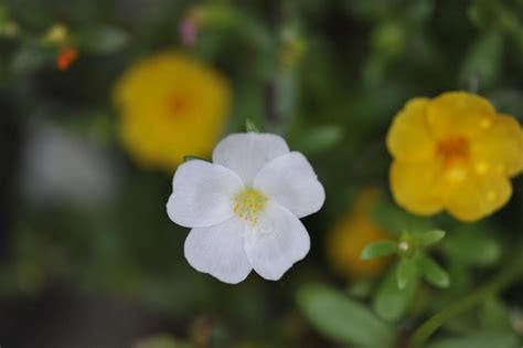 我が家に咲いた白い花 マサちゃんの趣味三昧