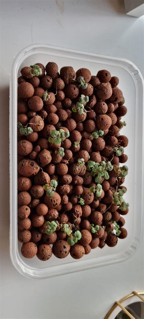 Catnip Seeds Experiment Going Reasonably Well R SemiHydro