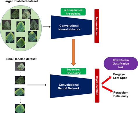 Illustration Of Self‐supervised Transfer Learning Using A Hypothetical Download Scientific