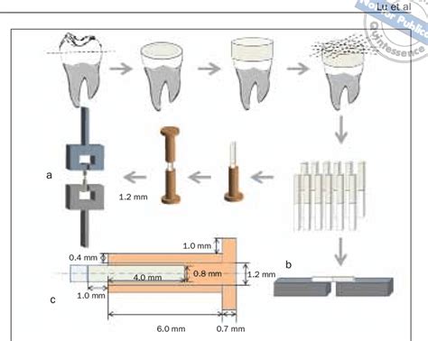 Schematic Diagram Of Specimen Preparation And The Microtensile Test