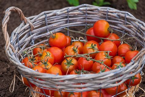 Cuda 入门与c混合编程 知乎