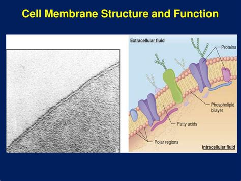PPT Cell Membrane Structure And Function PowerPoint Presentation ID
