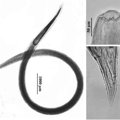Unidentified Nematode Larvae A Entire B Anterior End Teeth C