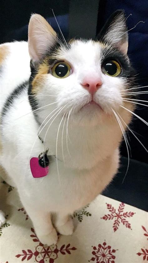 My Beautiful Ruby R Cats