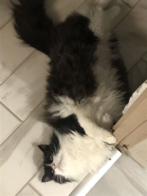 Hes Always Waiting By The Bathroom Door Like That Rillegallybigcats