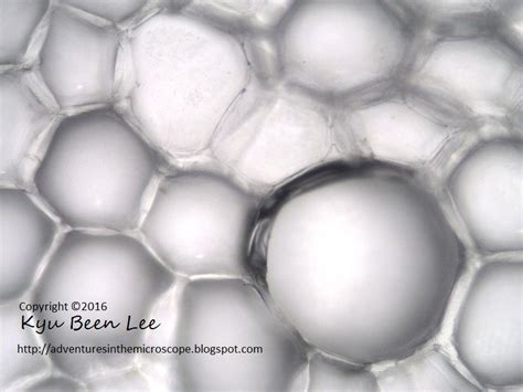 Micro World Celery The Food Of Many Fibers Part Two Of The First One