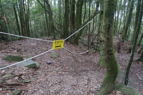 八仙山松鶴線果然硬斗 健行筆記