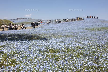 国営ひたち海浜公園みはらしの丘の満開のネモフィラの写真素材 FYI04848888 ストックフォトのamanaimages PLUS