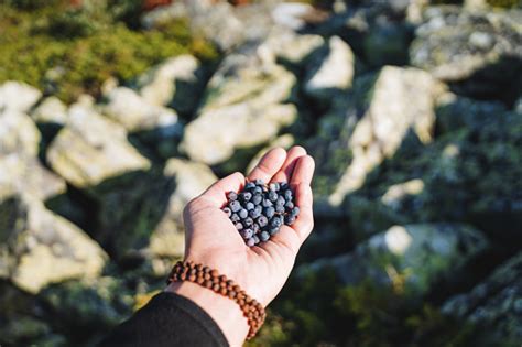 블루베리는 산딸기 천연 블루베리 비타민 잘 익은 둥근 과일 더미 한 손은 돌을 배경으로 한 줌의 블루베리를 들고 있습니다 가을에 대한 스톡 사진 및 기타 이미지 Istock
