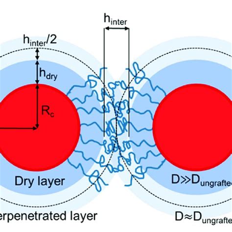 Schematic For The Two Phase Model Of Polymer Grafted Nanoparticle