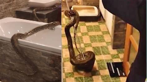 खौफनाक बाथरूम में नहाने गई महिला को दिखा अजगर फिर जो हुआ देखें