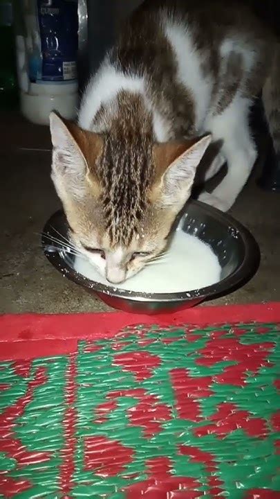 বিড়ালের এত খিদা পেয়েছে যে বিরাট এক মিনিট ধরে দুধ খেয়ে যাচ্ছে🤯😵‍💫😵🥶😱😯😲 Youtube