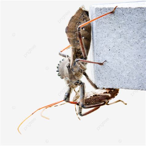 Assassin Bug Kills Shield Bug Life Isolated Fight Aggressive Colored